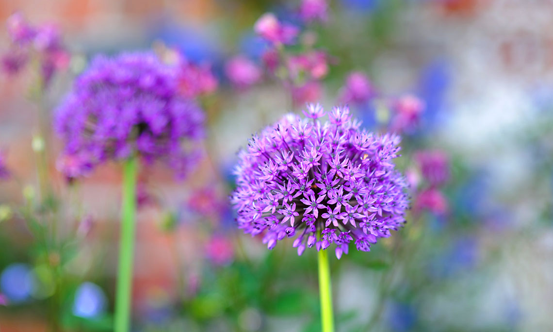 Amanda Patton Garden Designer Brand Identity | Neon Brand Consultancy